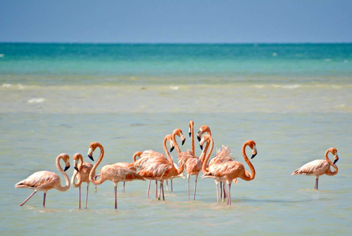 Best Day Trips From Tulum – Insider's Tulum
